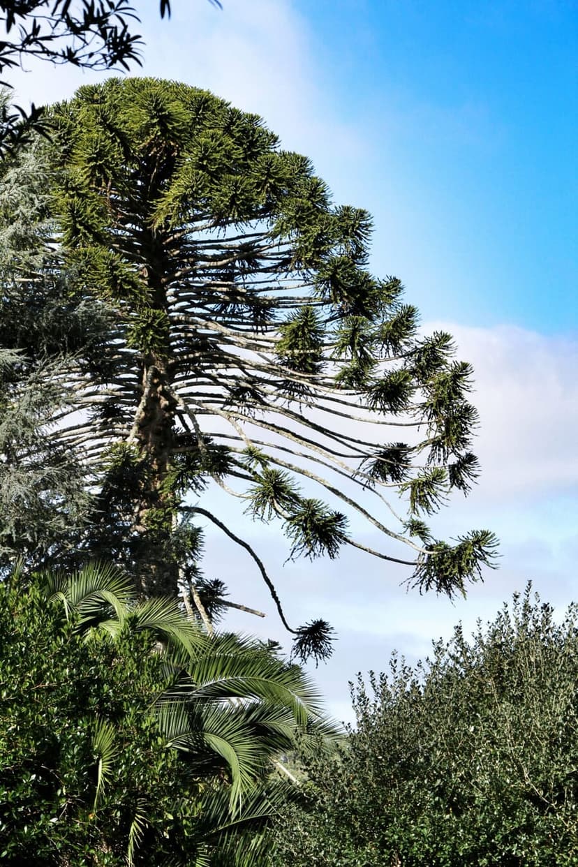 Hartree Partners and ecosecurities launch Project Araucaria to generate ...
